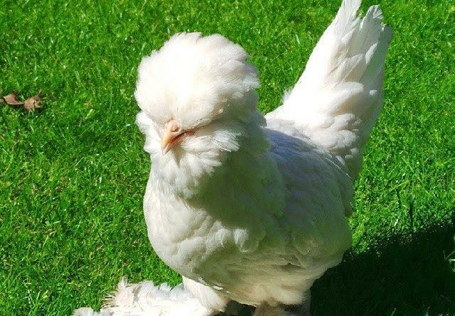 Tavuk Cins & Özellikleri - Ömer Fatin Yerlikaya